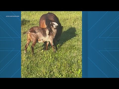 Goat gets tangled in horse's tail while horsing around