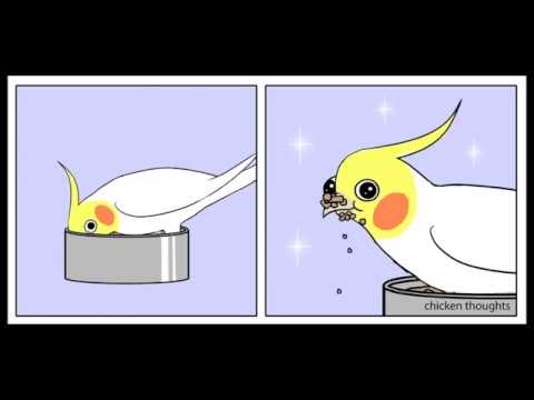 Chicken Thoughts Compilation - YouTube