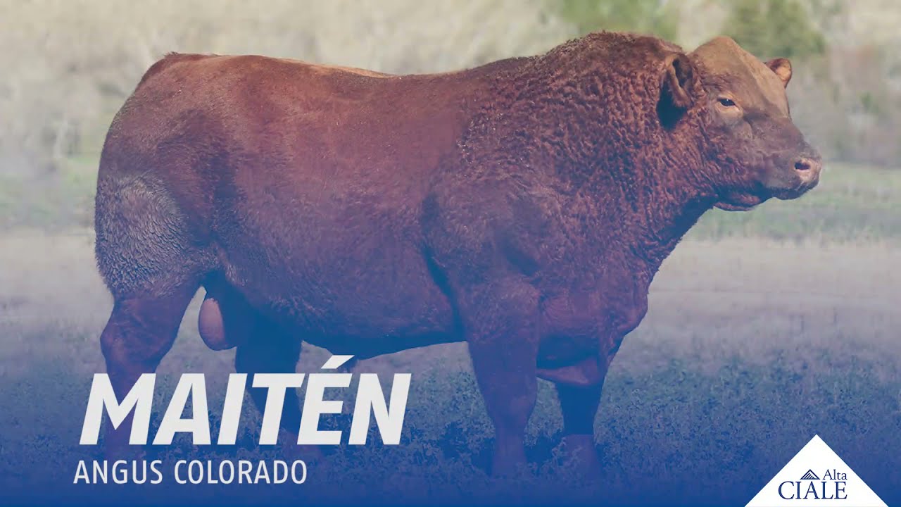 👉 CIALE Alta | Toro 𝐌𝐀𝐈𝐓𝐄𝐍 | Angus Colorado La mejor #GENETICABOVINA ...