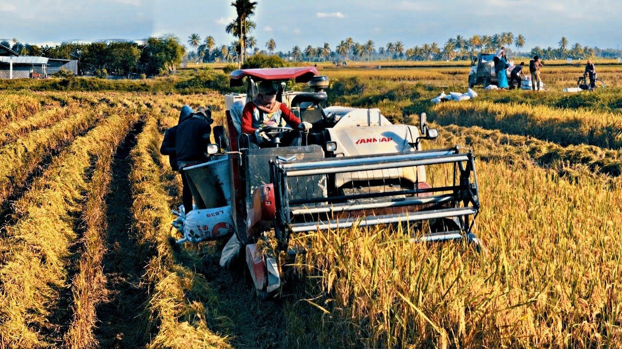 4K Automatic Rice Harvesting And Milling Machines - Rice Processing ...