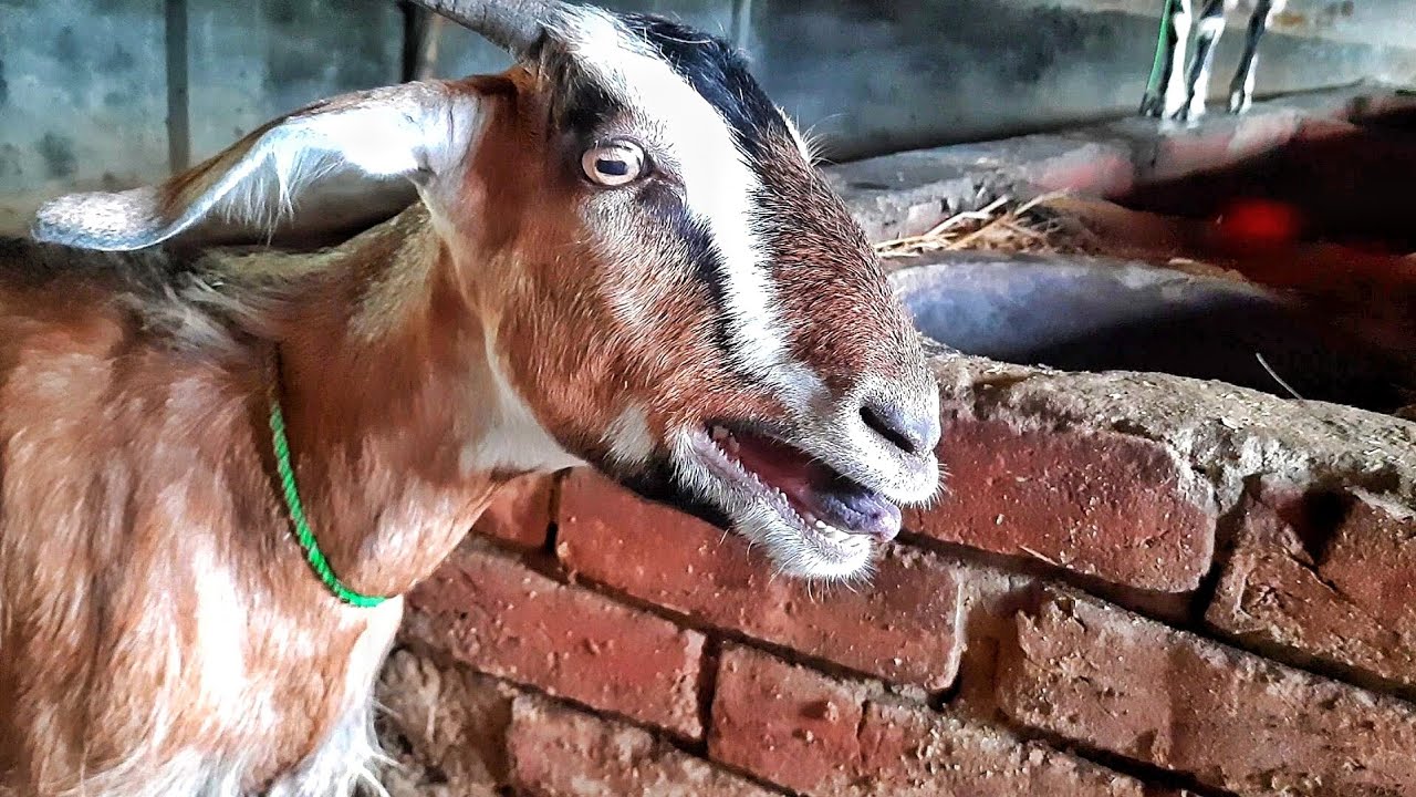 Goat baby sound 2022 | Best goat sound baa baa sounds for kids 2022 ...