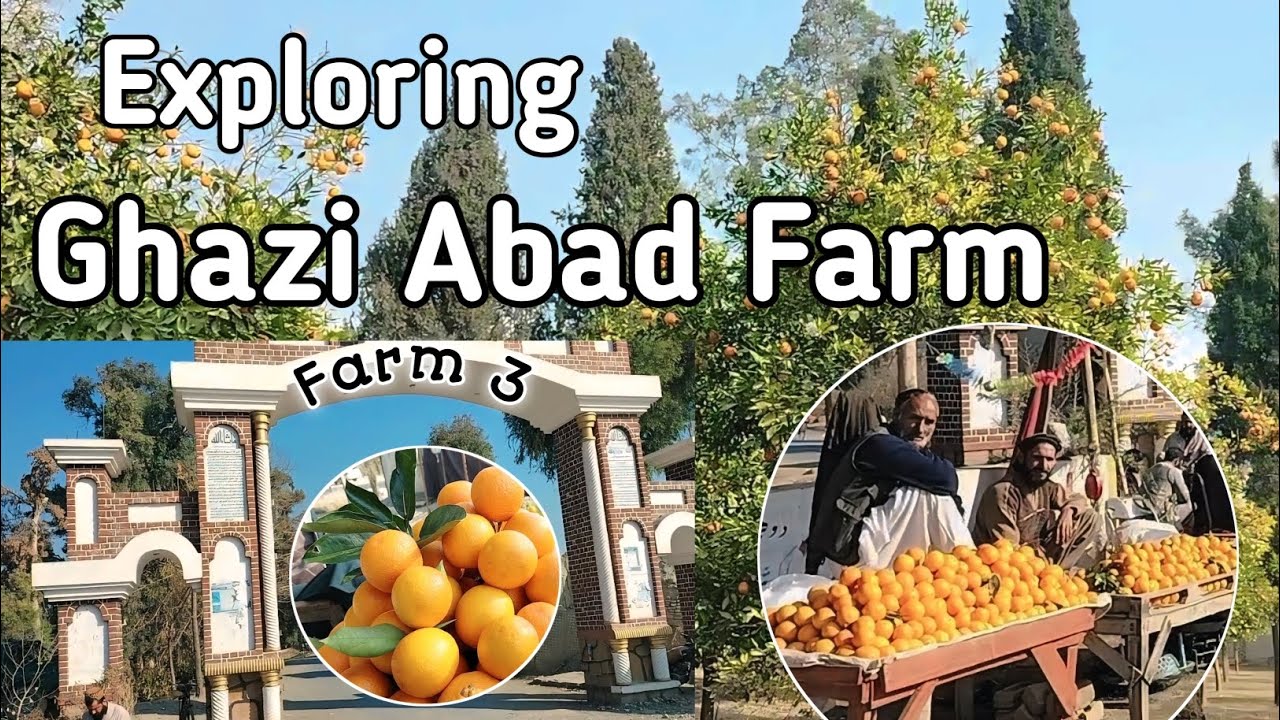 The Hidden Wonders of Ghazi Abad Farm (Farm-3) | A Hidden Gem in ...