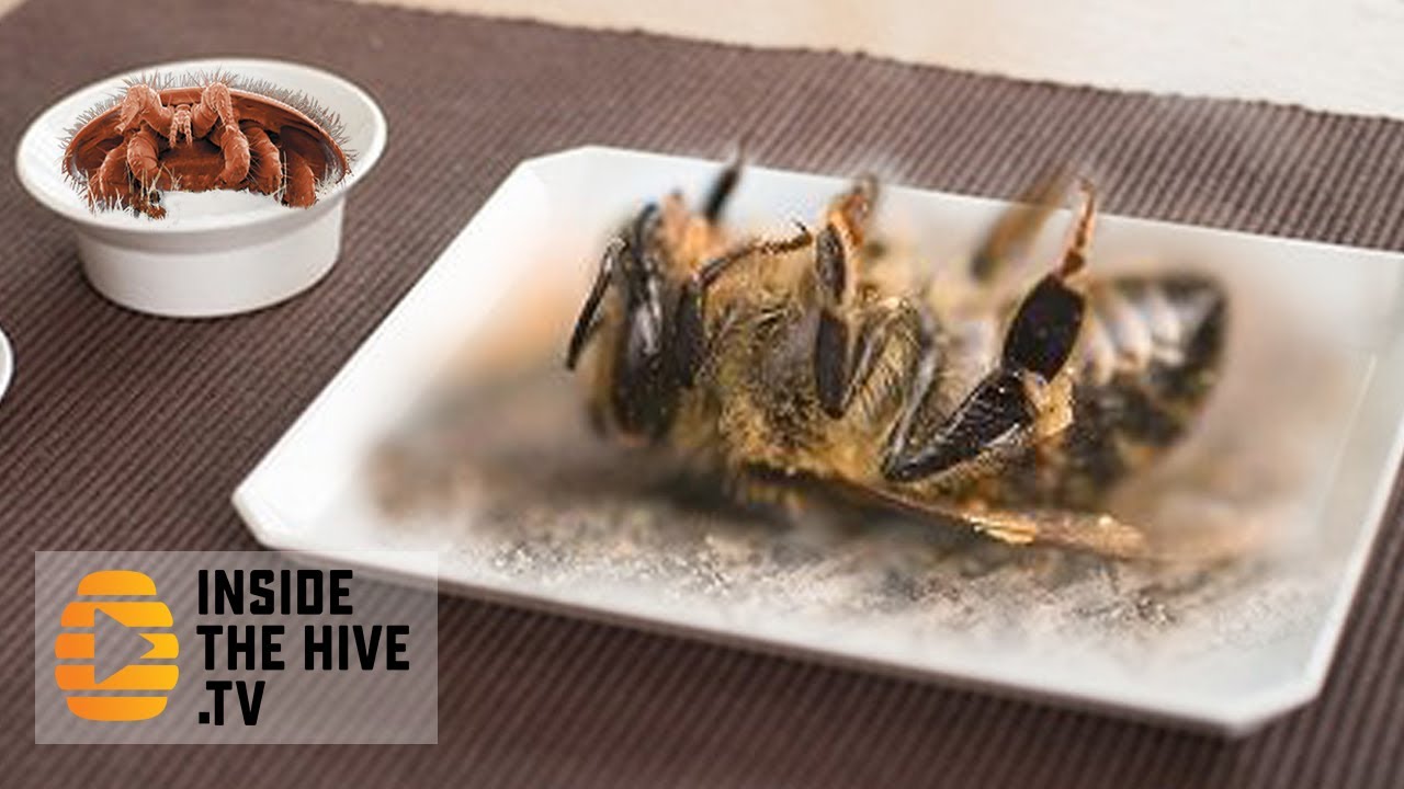 HONEY BEE Apis mellifera CANNIBALIZING honey bees and consuming Varroa ...