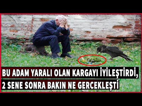 Bu Adam Yaralı Olan Kargayı İyileştirdi, 2 Sene Sonra Bakın Ne Gercekleşti