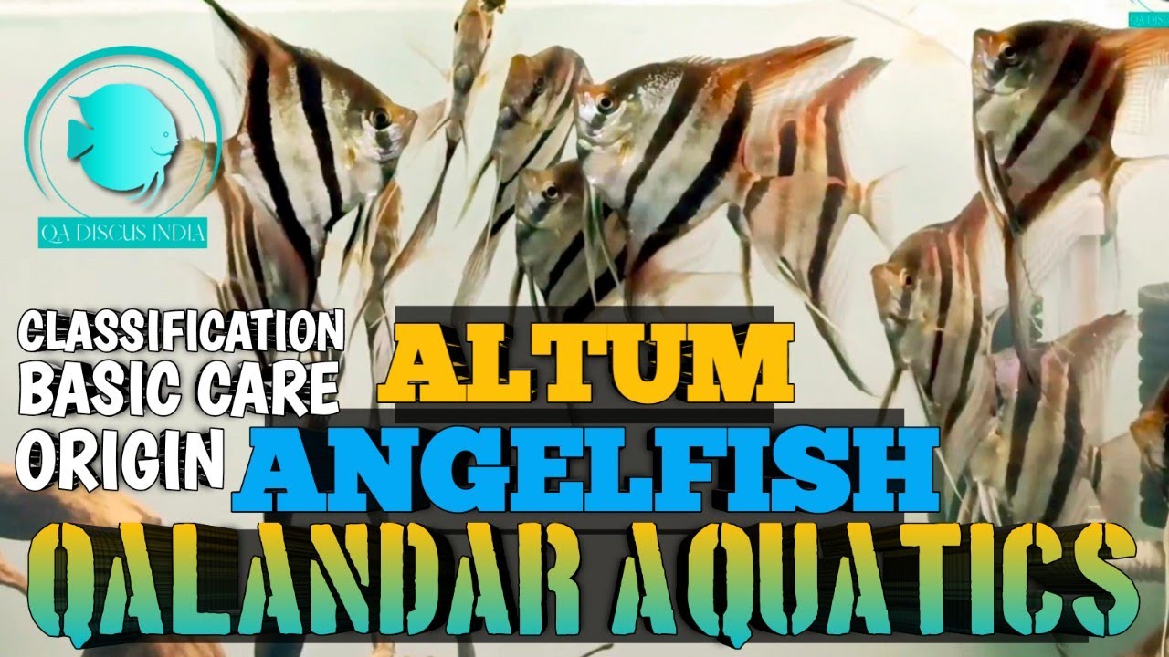 Altum Angelfish | QALANDAR AQUATICS | Altum Angels | Orinoco Altums ...
