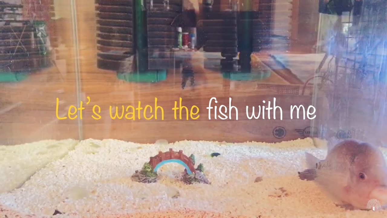 Let’s watch the fish with me (1h) - YouTube
