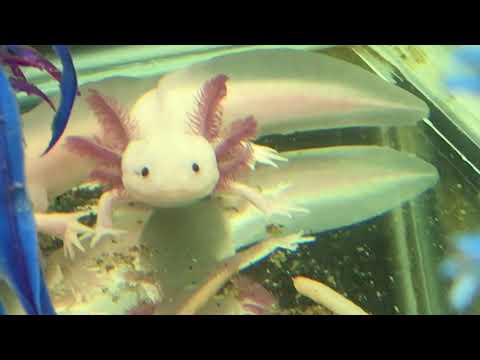 Blue Gill Lucy Axolotls - YouTube
