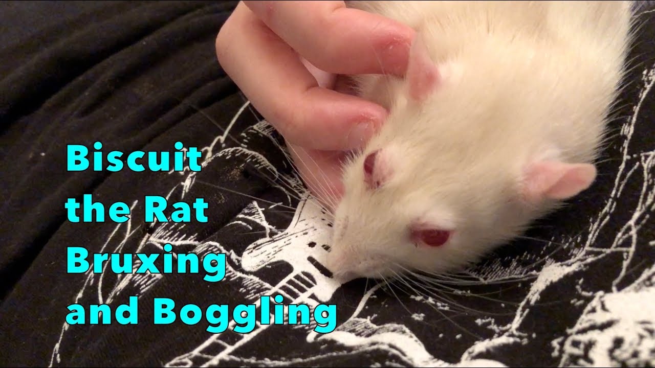 Biscuit Bruxing and Boggling - YouTube