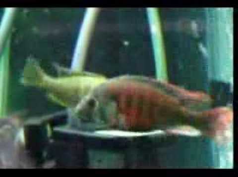 Haplochromis uganda fire red Cichlid breeding - YouTube
