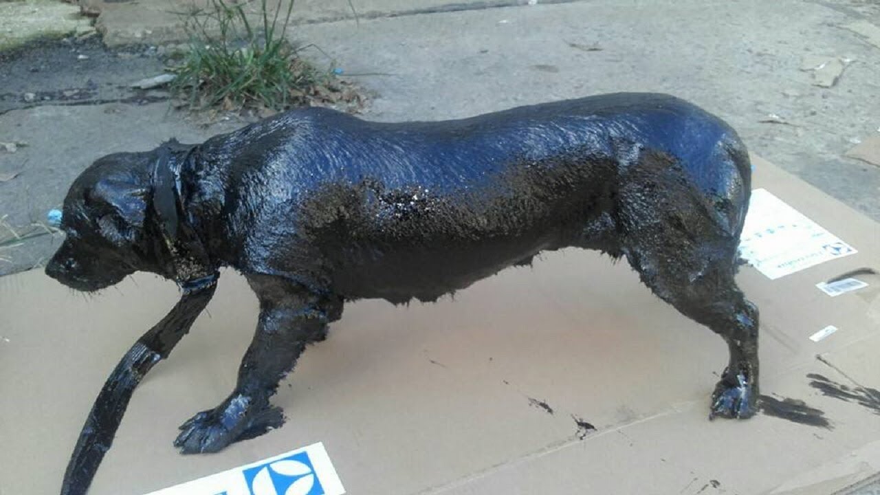 When Rescuers Found This Dog Covered In Tar, They Thought That She’d ...