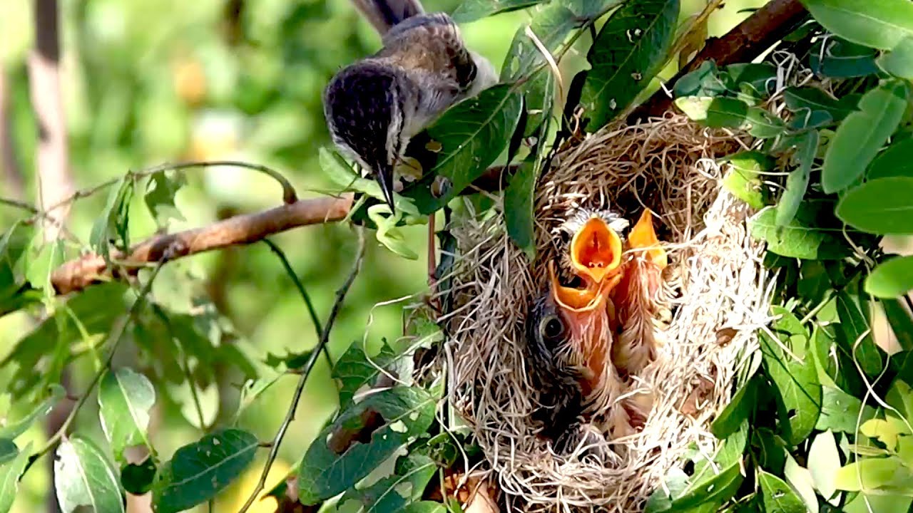 The Bond of Mother and Baby Bird: Nest Care Tips - YouTube