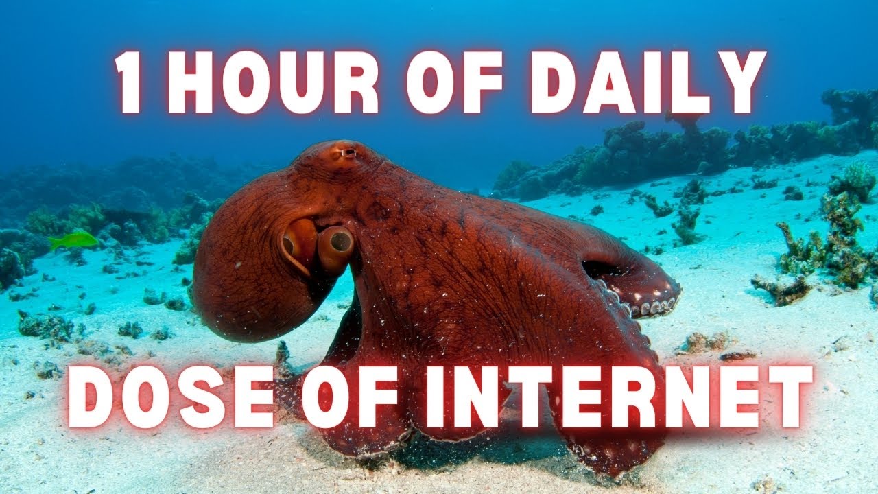 1 Hour Of Daily Dose Of Internet - YouTube