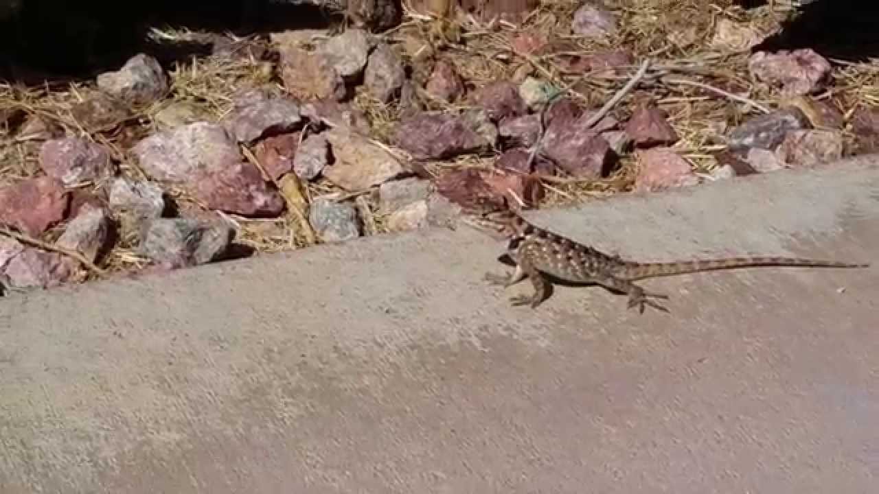 Lizard pushups - YouTube