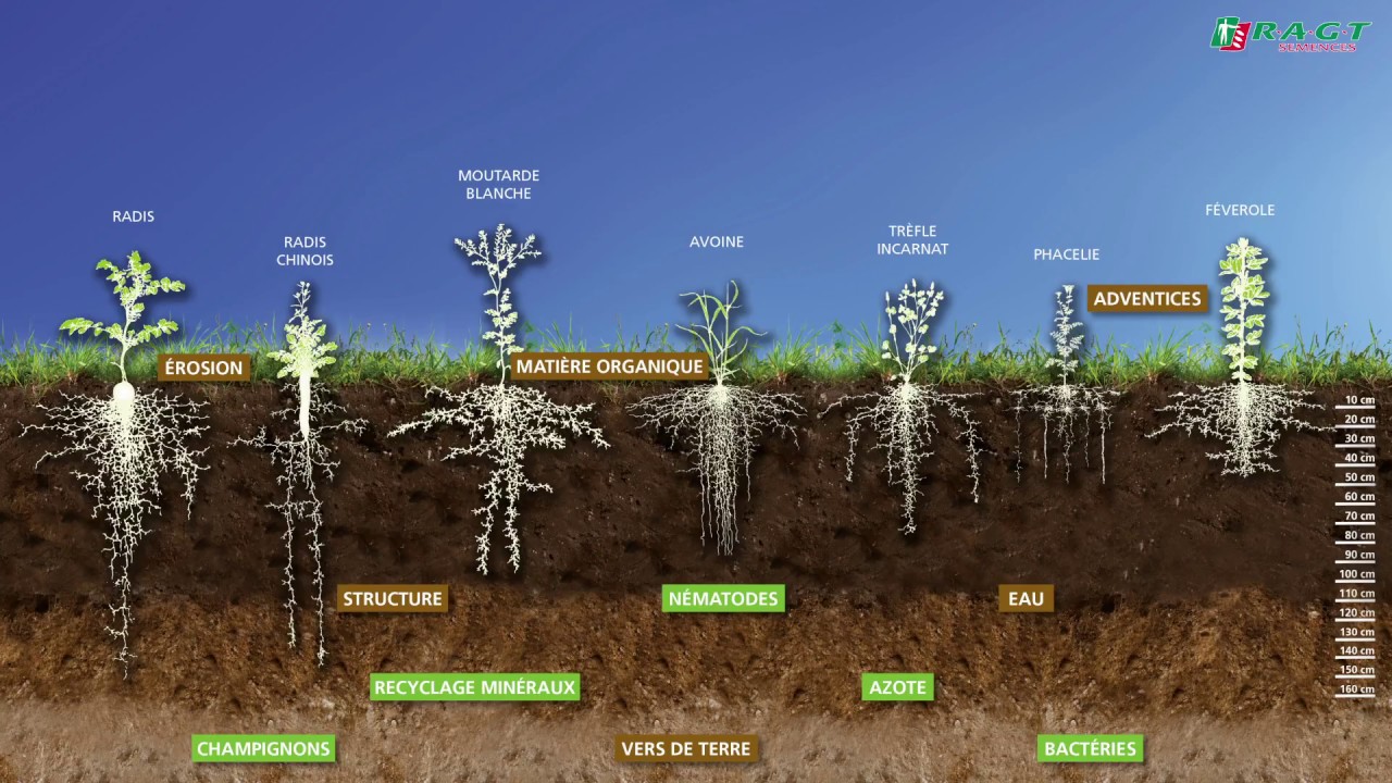 RAGT Semences - Comment entretenir la structure de vos sols - YouTube