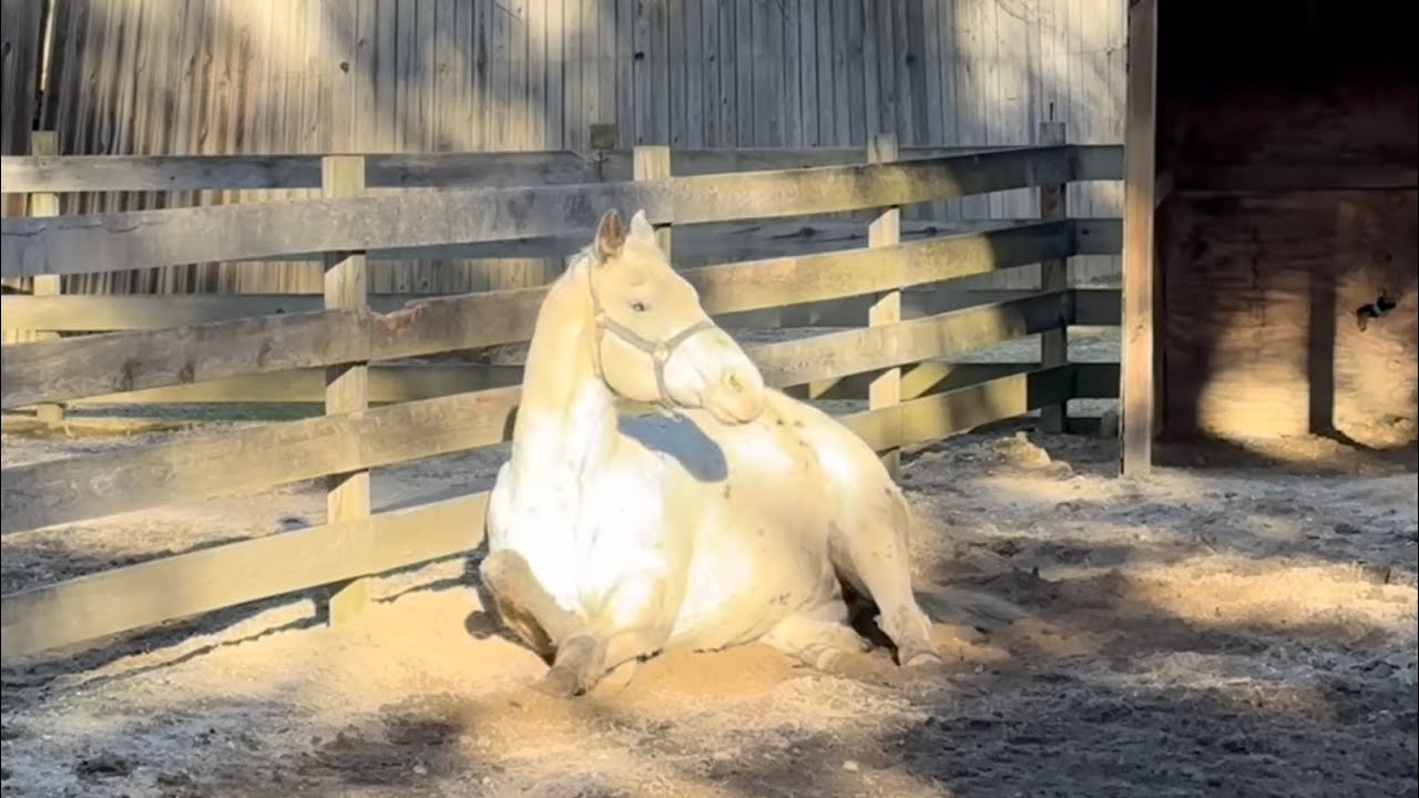 Popcorn Park Zoo, Ocean County, NJ - YouTube