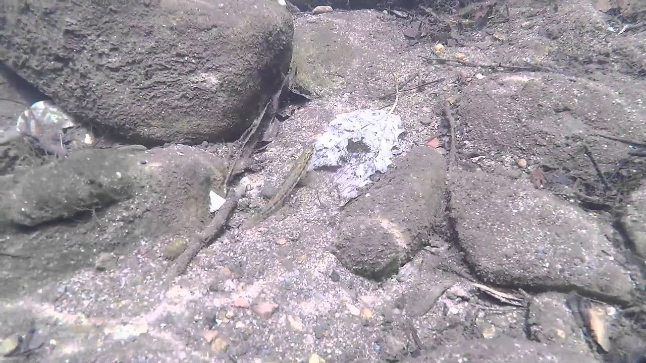 Bronze Darter - YouTube