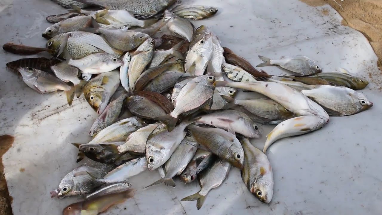 Pattinapakkam Fresh Fish - YouTube