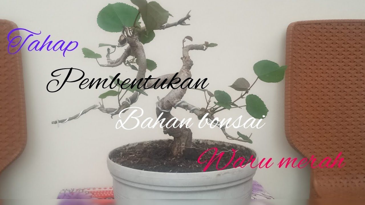 tahap pembentukan waru merah bahan bonsai - YouTube