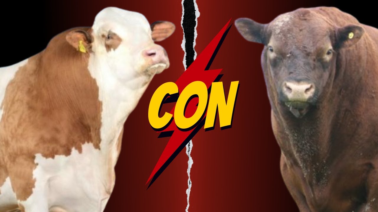 Cruce Aberdeen Angus con Simmental: El Futuro de la Ganadería Moderna ...