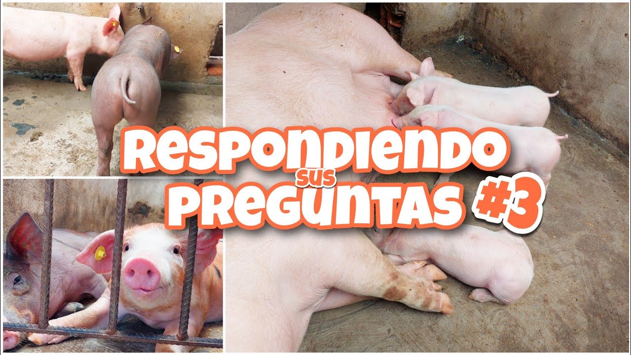 Uso de hormonas en CERDOS 💉, harina de s@ngre, hembras reproductoras ...