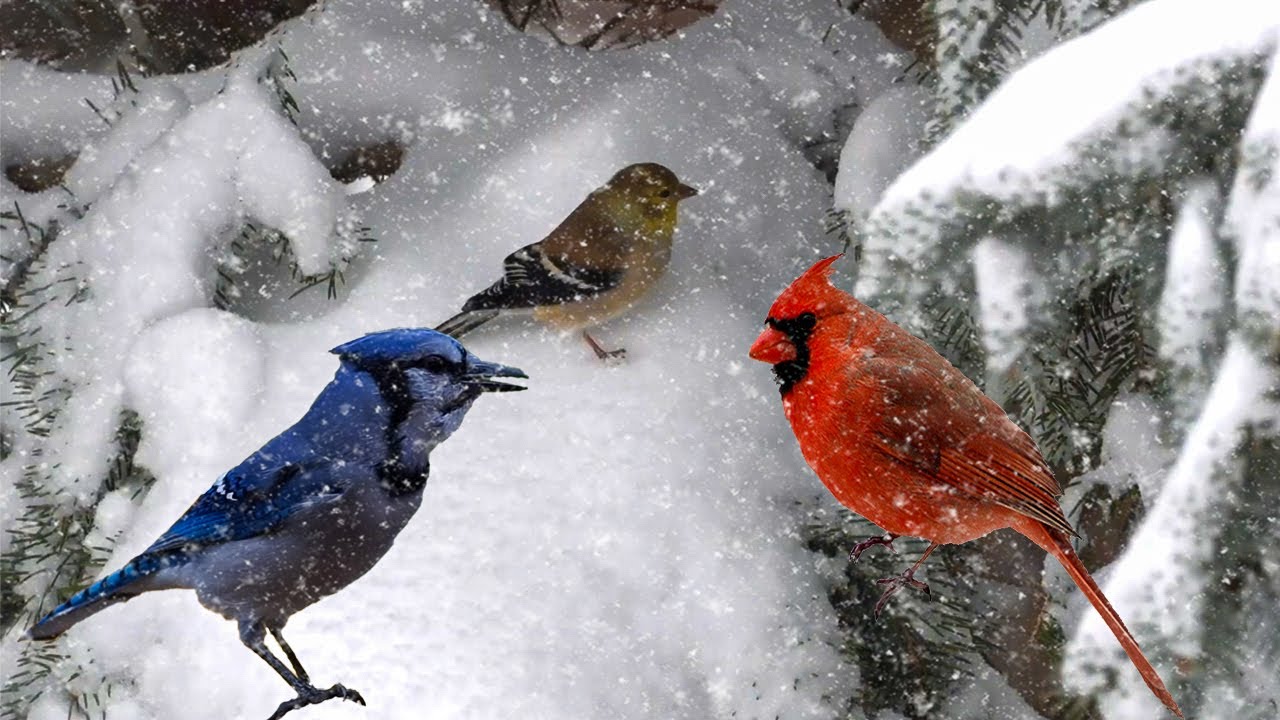 Songs of Birds in Snowfall - Nature Relax Video with Birds' Chirping ...