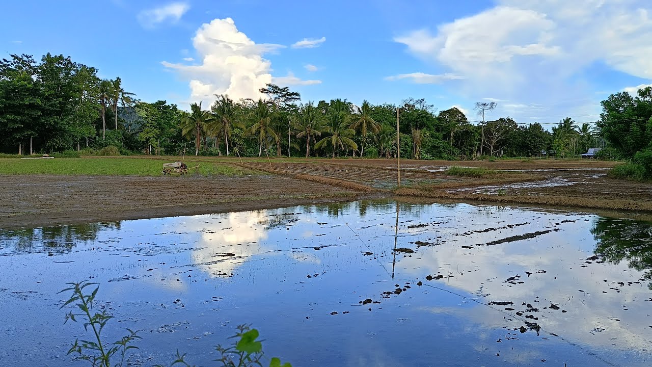 READY NA BA ANG LAHAT FOR 2ND CROPPING OF 2024?, WAG KALIMUTANG MAG ...