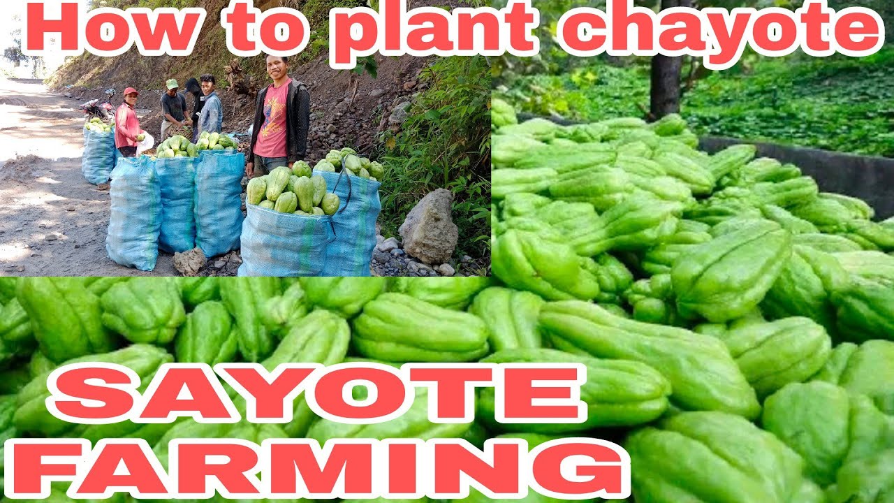 HOW TO PLANT SAYOTE (CHAYOTE FARMING) DAVAO DE ORO - YouTube