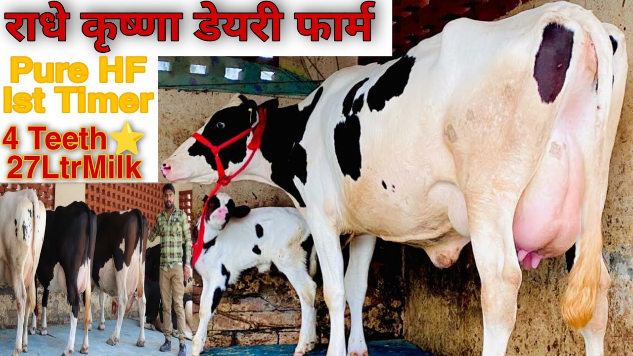 🔥Top Breed ABS Pure HF & Cross Breed Cows of High Milking are Always ...