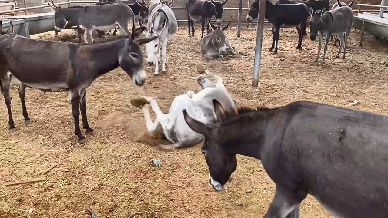 Little White Donkey Rolling on the Ground - YouTube