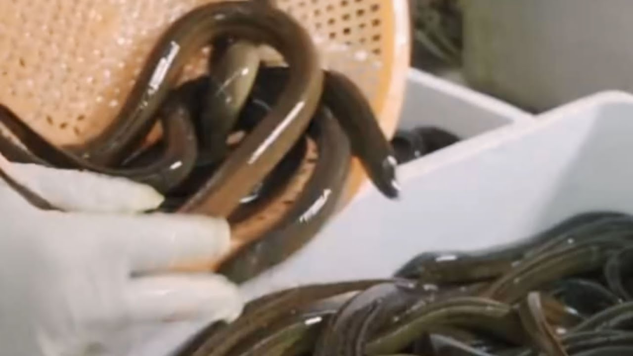 How to Cook Eel Fish in Chinese Style | Never Seen!!! 5Kg Live Eel Fish ...