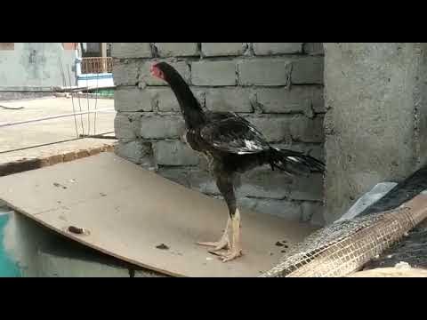 asil murga original Java#murgi palan#murga farm#asil - YouTube