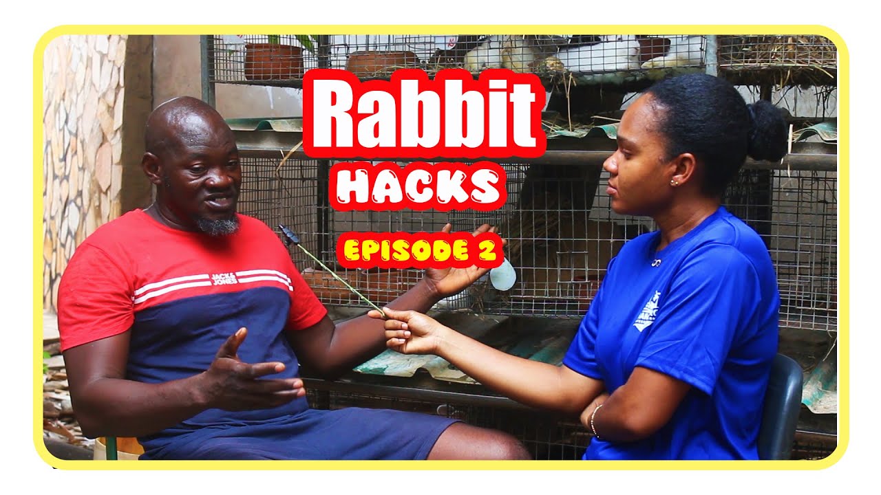 Basic Knowledge about Rabbit Farming for all beginners Ep2 - YouTube