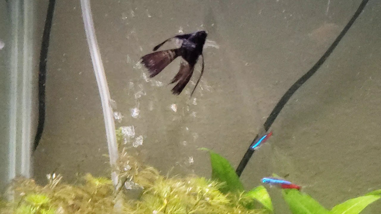 New angelfish and flying fox added - YouTube