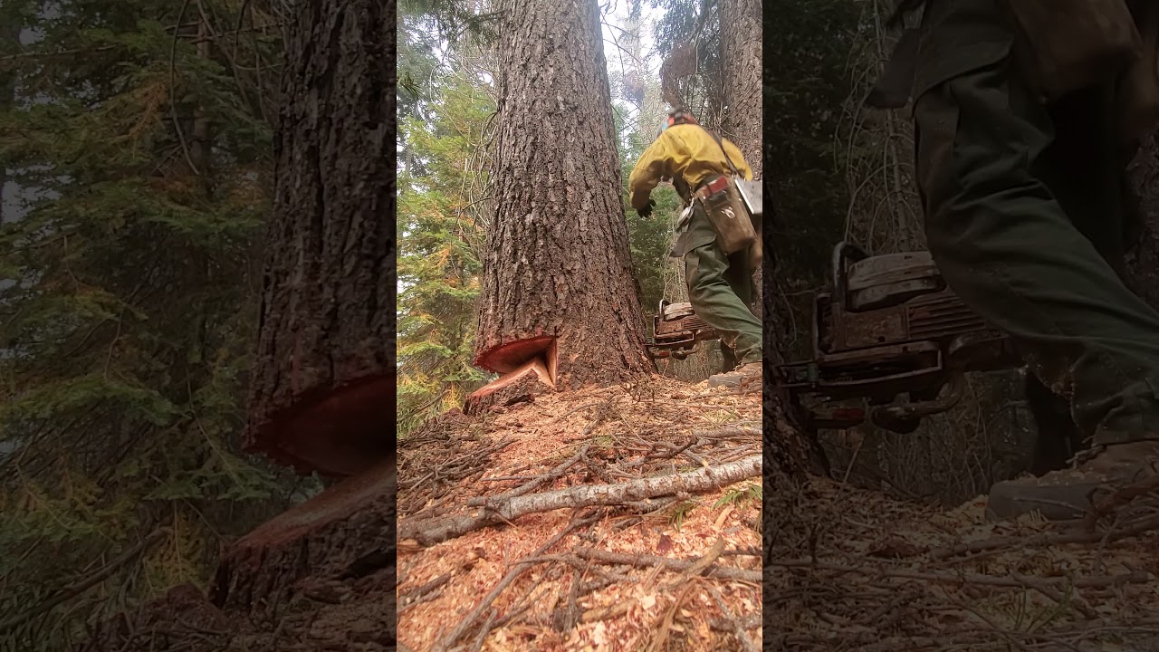 advanced timber felling (sizwheel) - YouTube