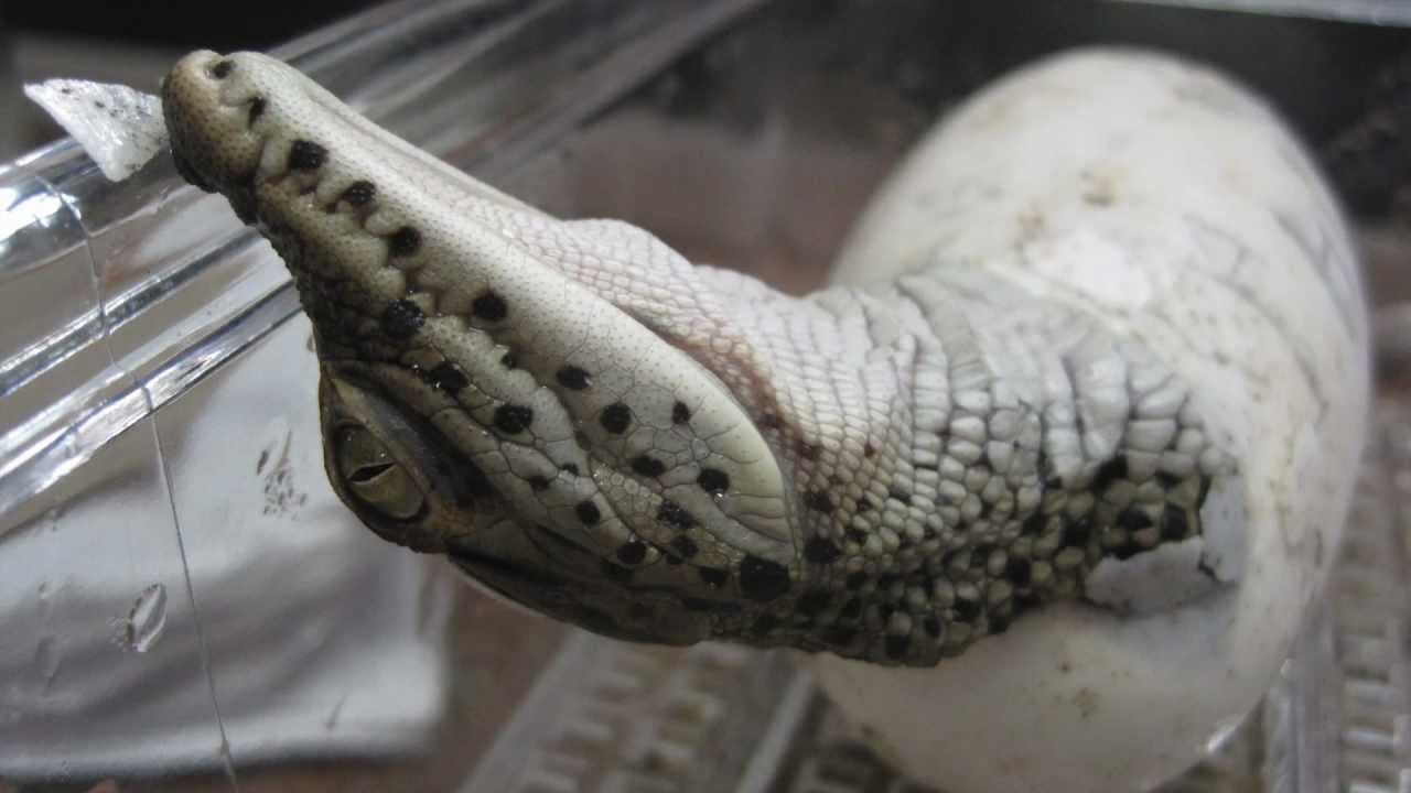 Rare Baby Crocs Born at the National Zoo - YouTube