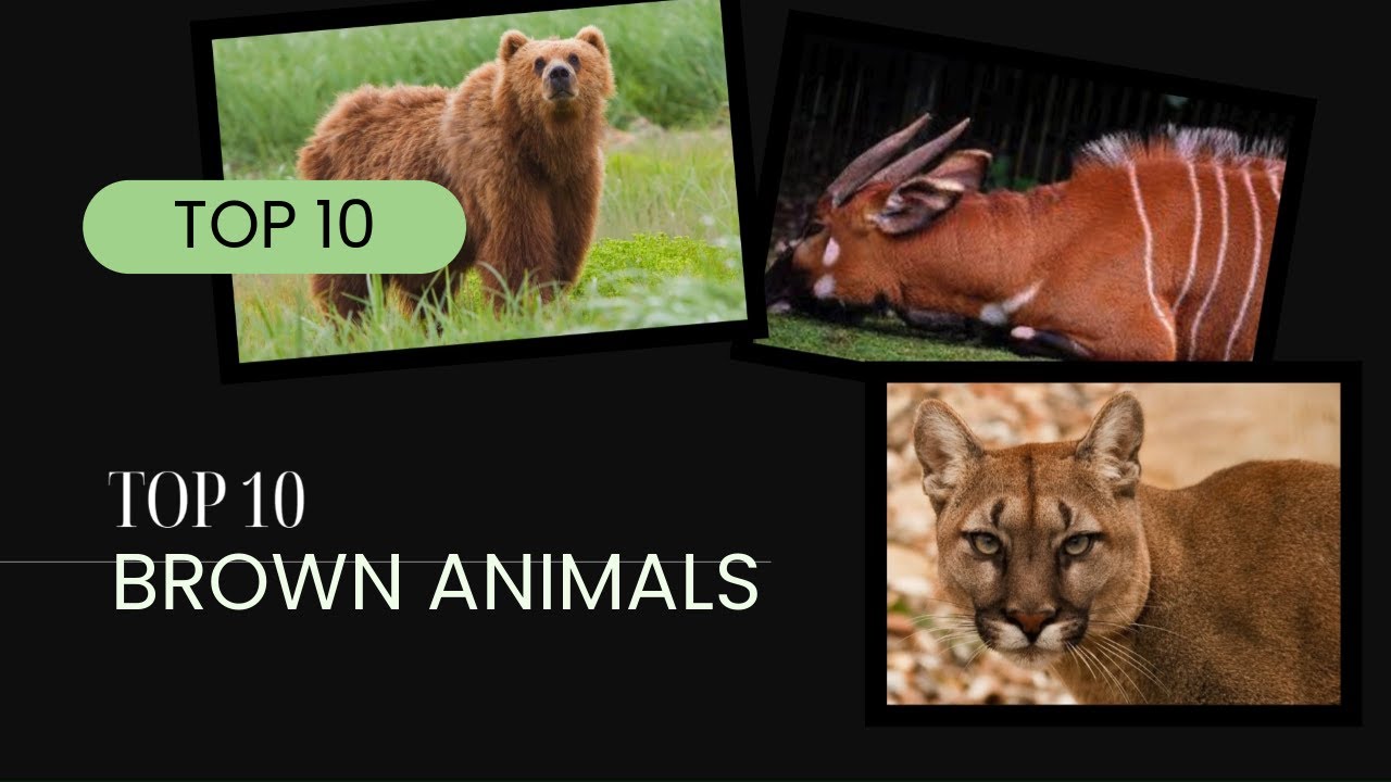 10 most beautiful brown animals that are nature's marvels. - YouTube