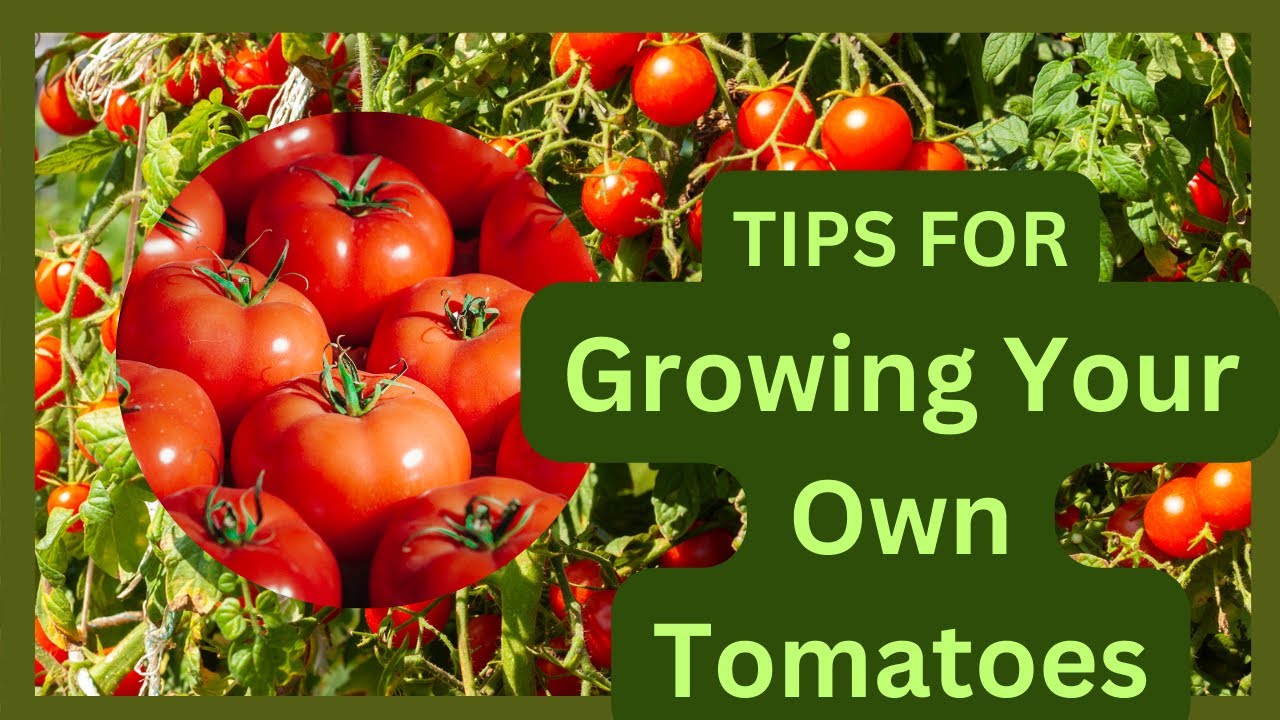 Mastering the Art of Tomato Gardening: 5 Expert Tips for a Bountiful Harvest - YouTube