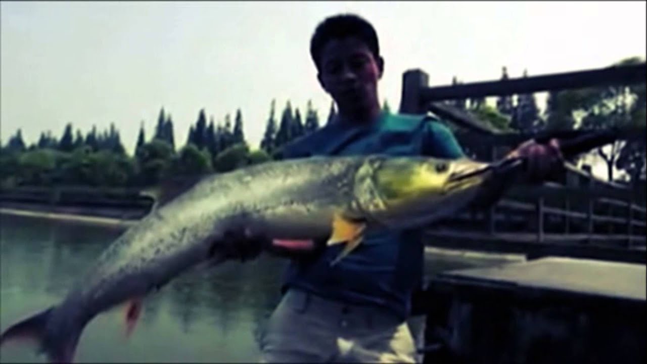 Yellow Cheek Fishing - Shanghai - Gong Lei - YouTube