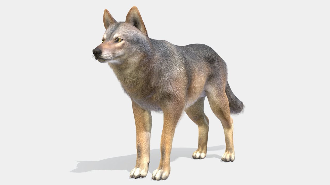 Wolf Male Animations - YouTube
