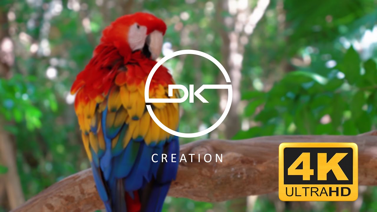 4K Video | Beauty Of Wildlife Cinematic Shots | Relaxing Sound | Use ...