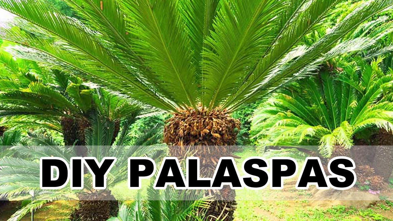 How to make DIY PALASPAS During Quarantine? | Palm Sunday | ♥️ Angel Po ...
