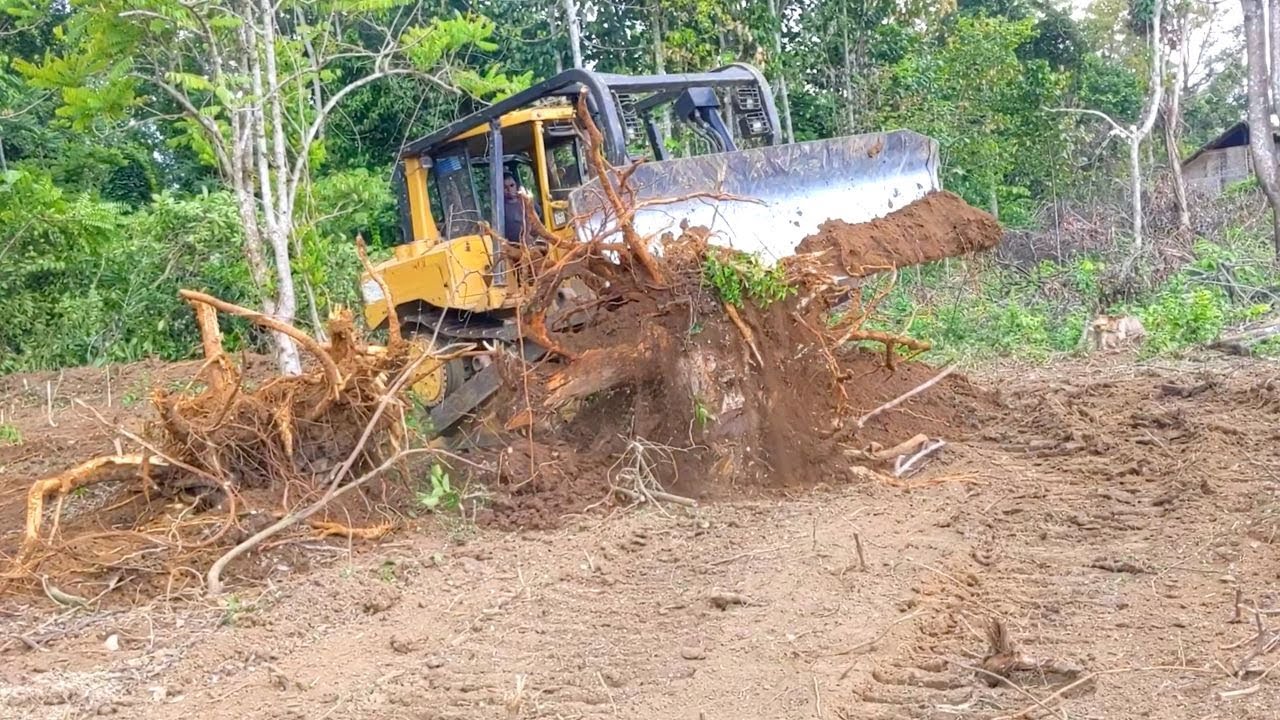 The Fastest Way Bulldozer Uproots And Cleans The Roots of Large Trees ...