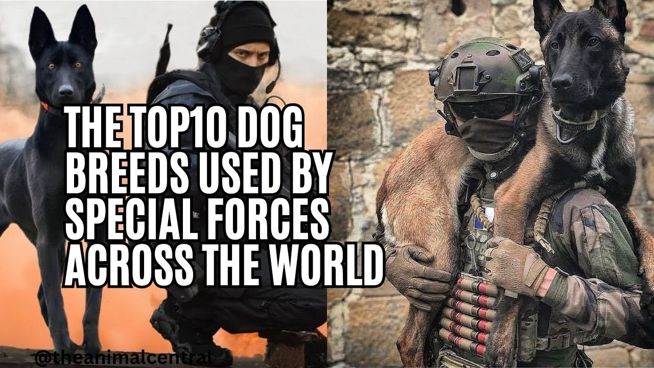 Curious to Know: Discover the Top 10 Dog Breeds for Special Forces ...