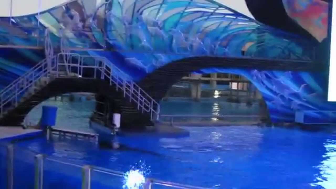 Makaio Almost Caught in Gate During Shamu Show (December 13, 2014 ...