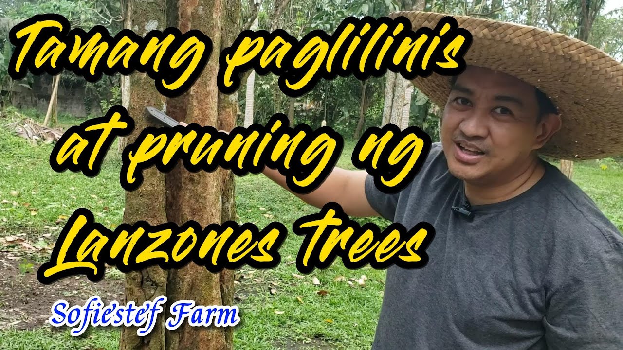 Tamang paglilinis at pruning ng Lanzones trees - YouTube