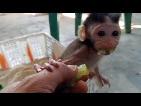 Baby monkey Lina wants more people to love her like a son and family