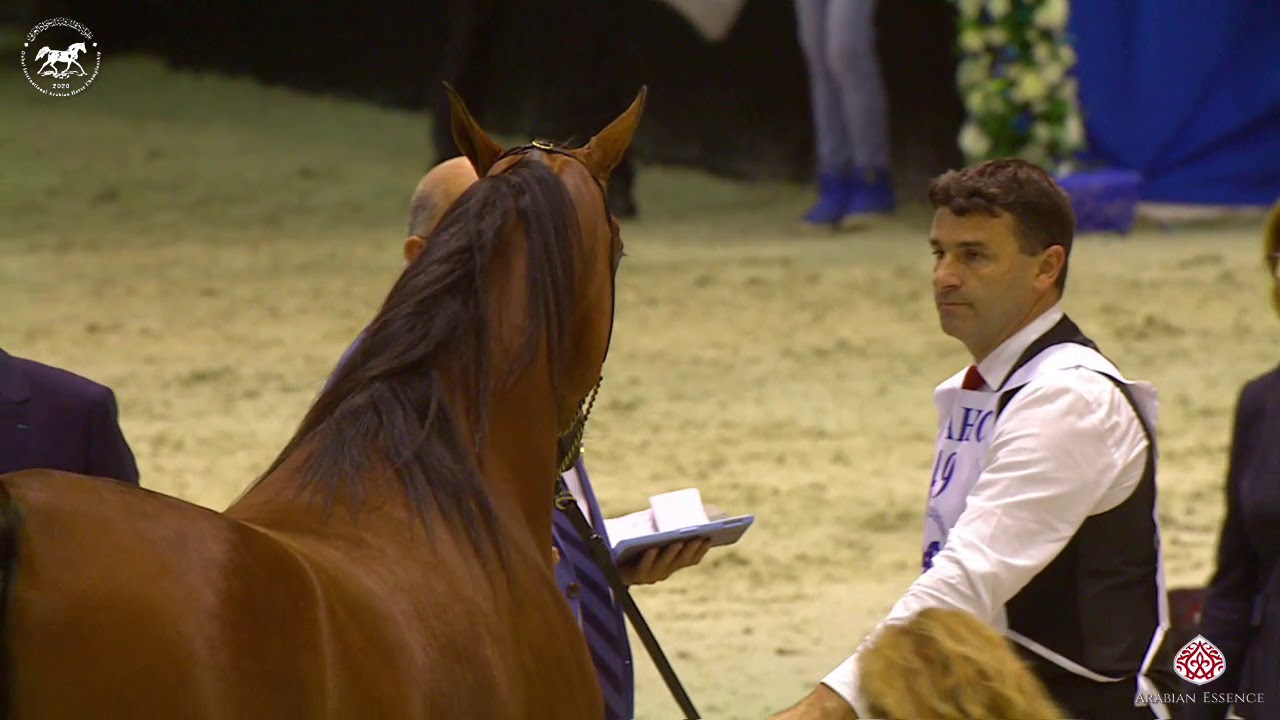 N 49 AJ SAMARA Dubai Arabian Horse Show 2020 Fillies 2 Years Old Class ...