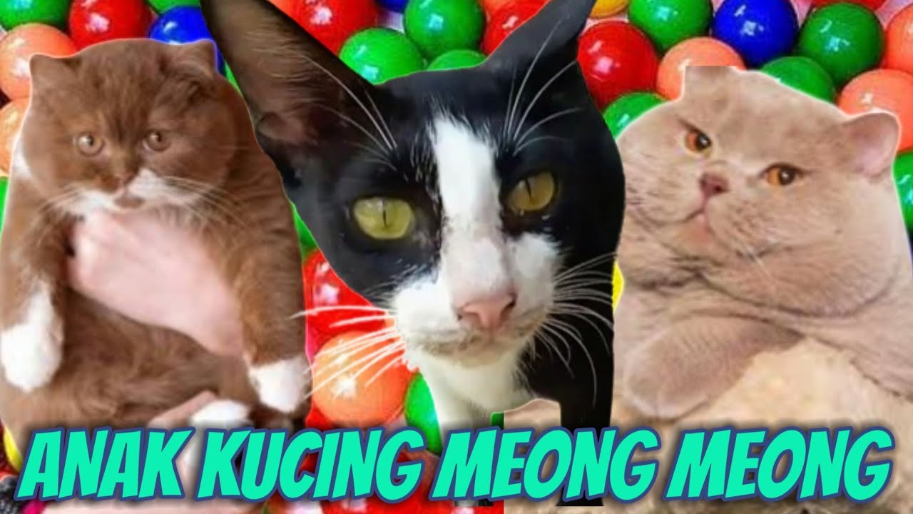 KUCING MEONG MEONG 😁 KUCINGKU LAHIRAN GUYS 😂 CUTE CATS - DJ ANAK KUCING ...