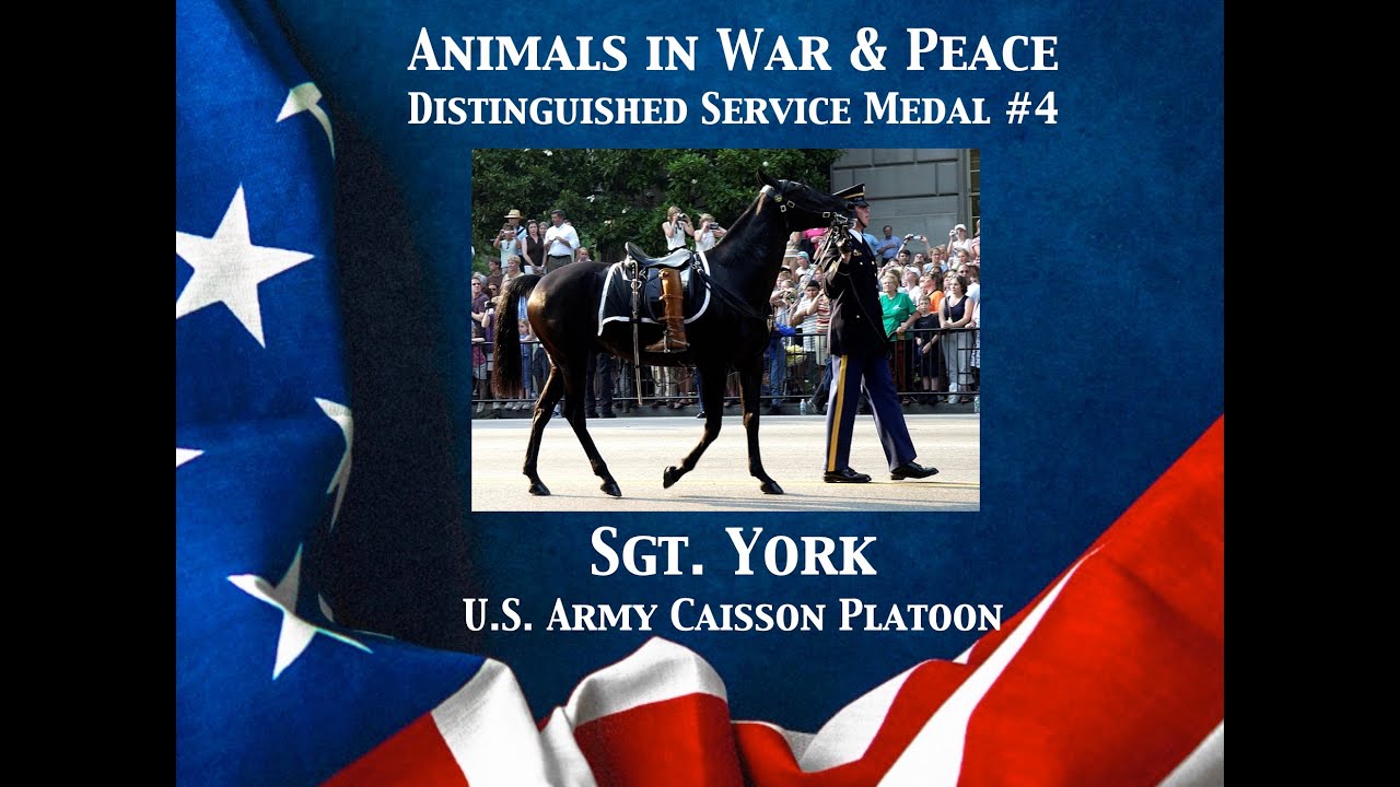 Sgt York - Animals in War & Peace Distinguished Service Medal #4 (2023 ...