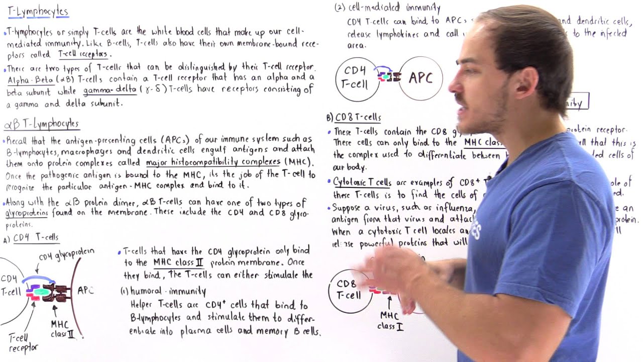Alpha Beta T-cells - YouTube